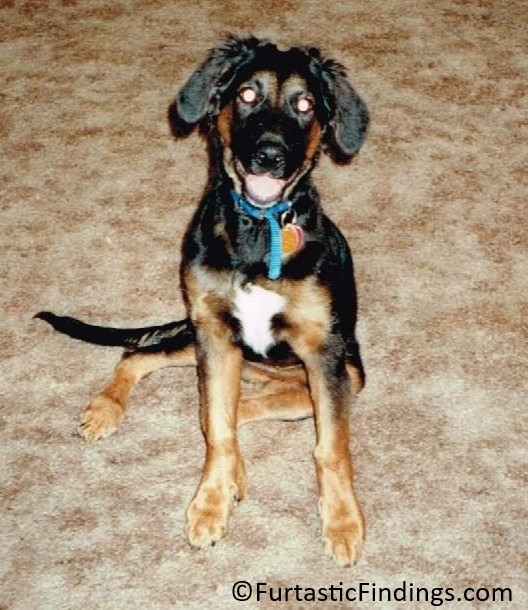 Welcome To Furtastic Findings! - Furtastic Findings