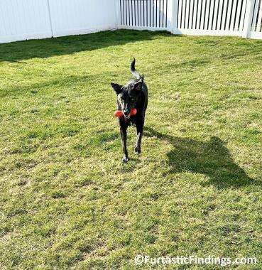Using An Aerial Dog Run To Enhance Your Pup's Exercise Routine ...