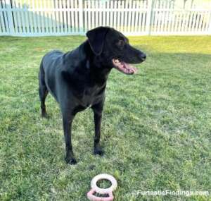 Cellulitis In Dogs: Recognizing And Treating This Skin Infection ...