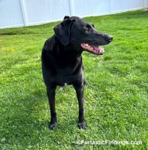 Sebaceous Cysts In Dogs: Causes, Symptoms, And Treatment Options ...